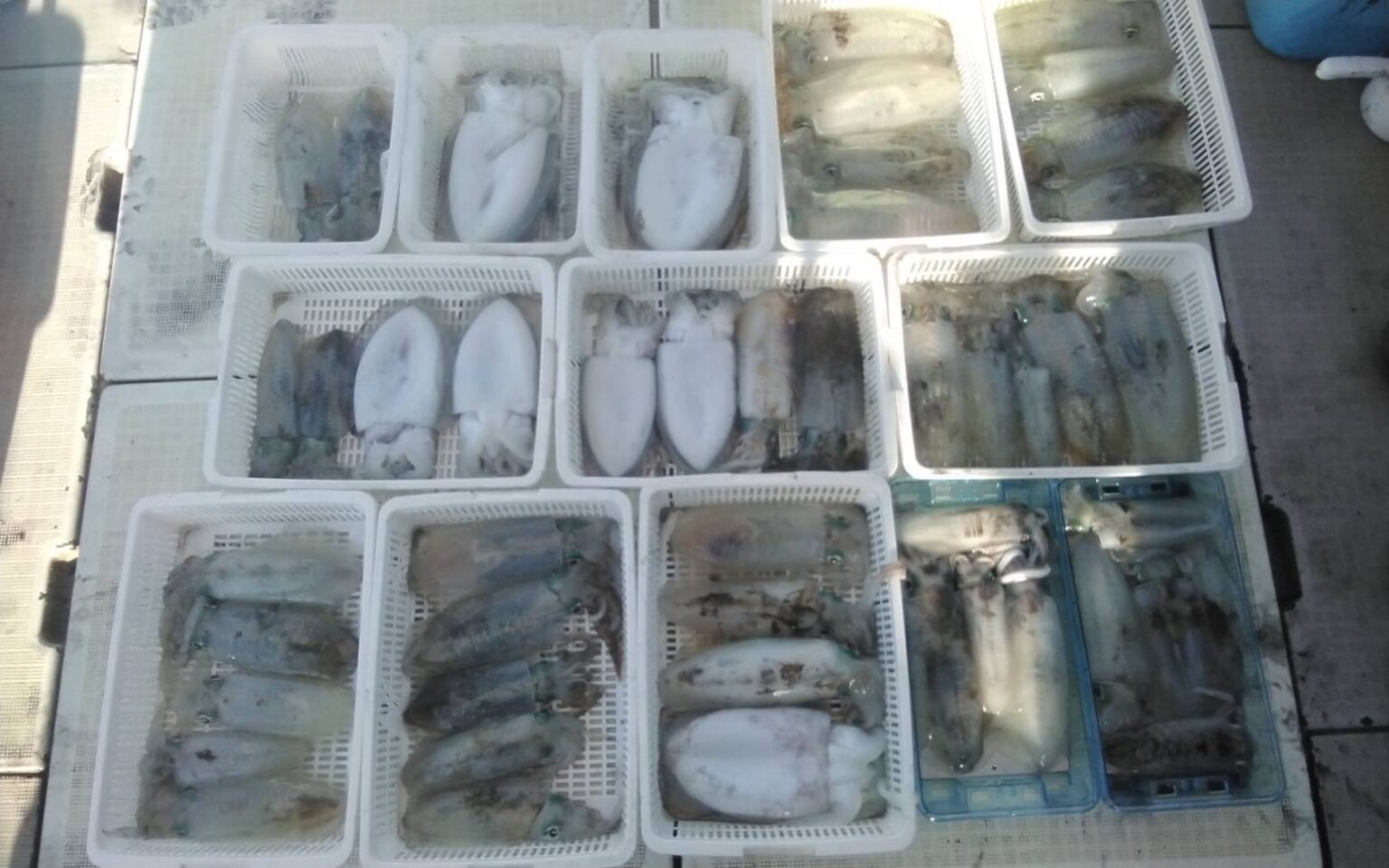 釣果情報2025年9月〜10月 | SEA★STORY